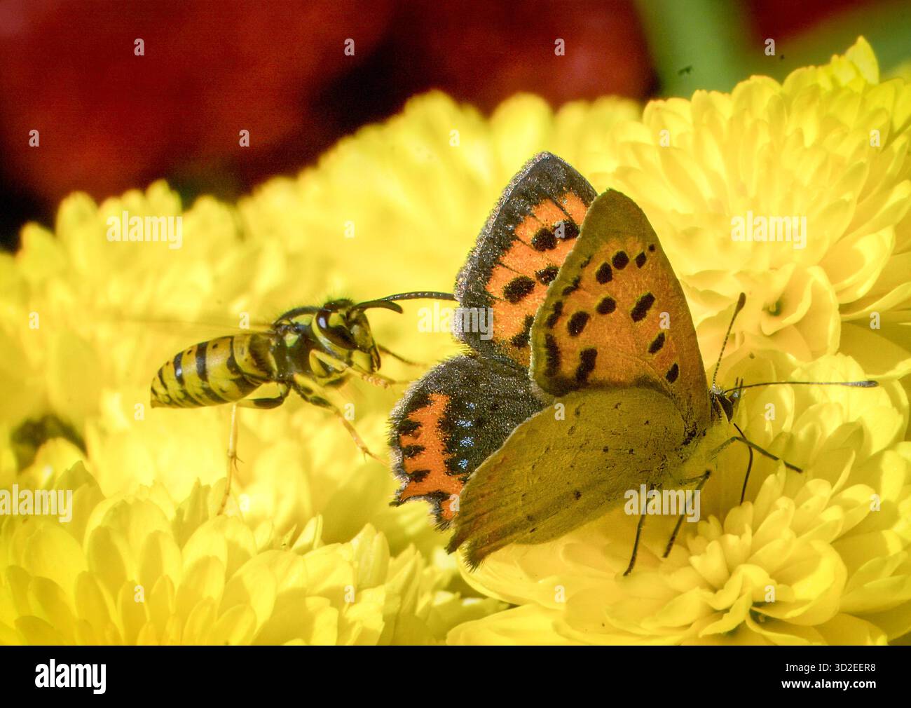 Strandja mountians Bulgaria; 1st November 2025; Warm start to November ...