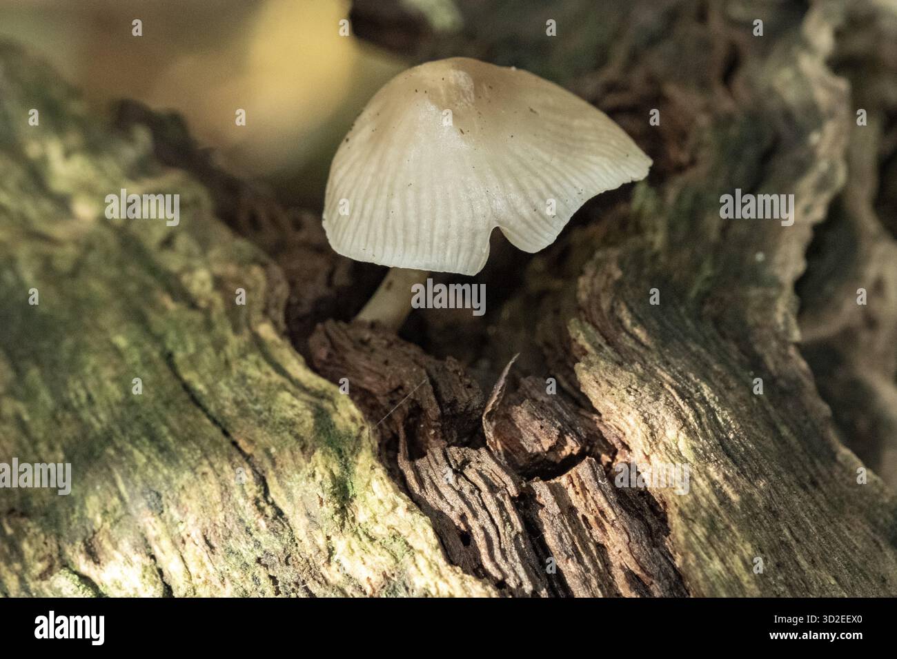 Borken, NRW, Germany, Small mushroom growing on rotting log ...