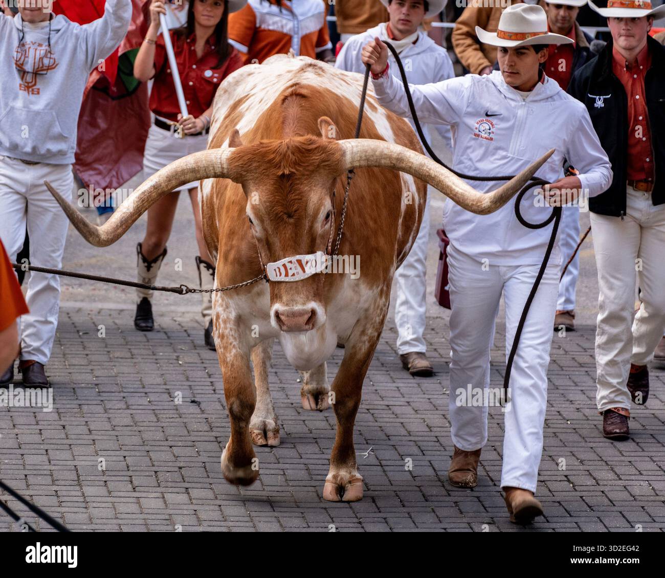 Nov 1, 2025. Bevo XV of the Texas Longhorns before the game vs the ...