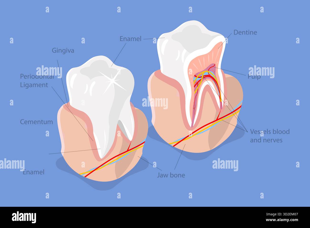 3D Isometric Flat Conceptual Illustration of Dental Structure, Tooth ...