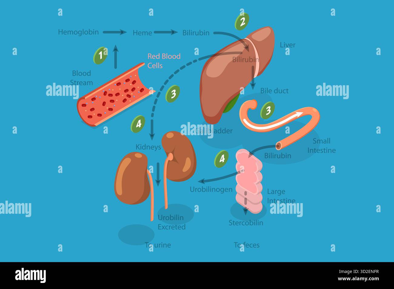 Heme catabolism hi-res stock photography and images - Alamy