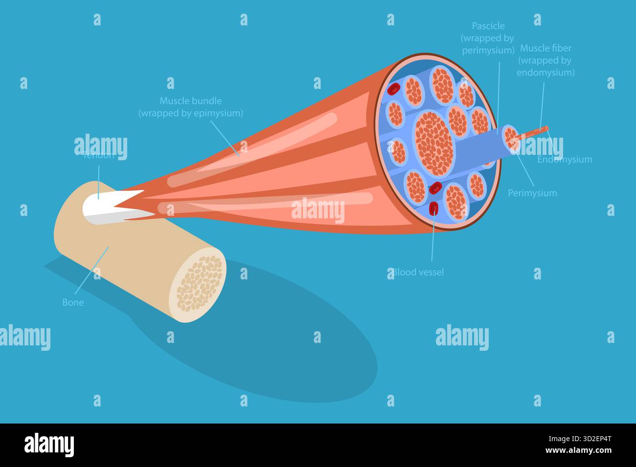 3D Isometric Flat Conceptual Illustration of Skeletal Muscles ...