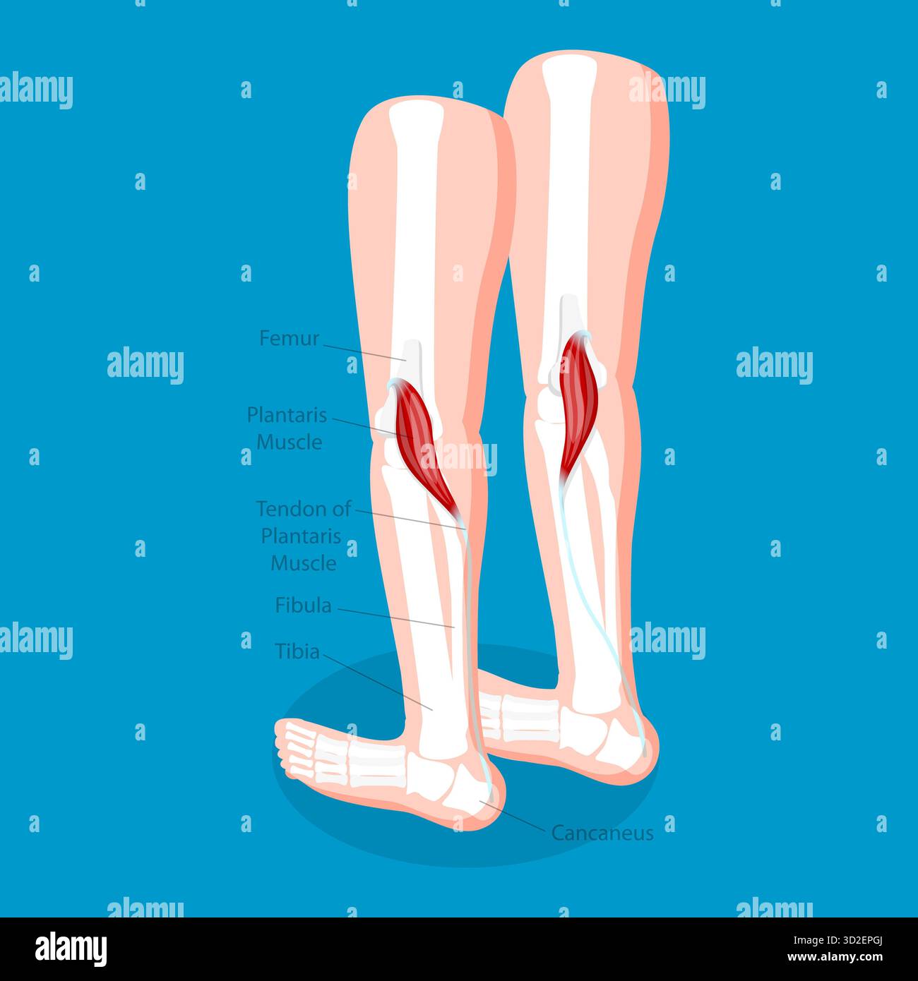 3D Isometric Flat Conceptual Illustration of Plantaris Muscle, Medical ...
