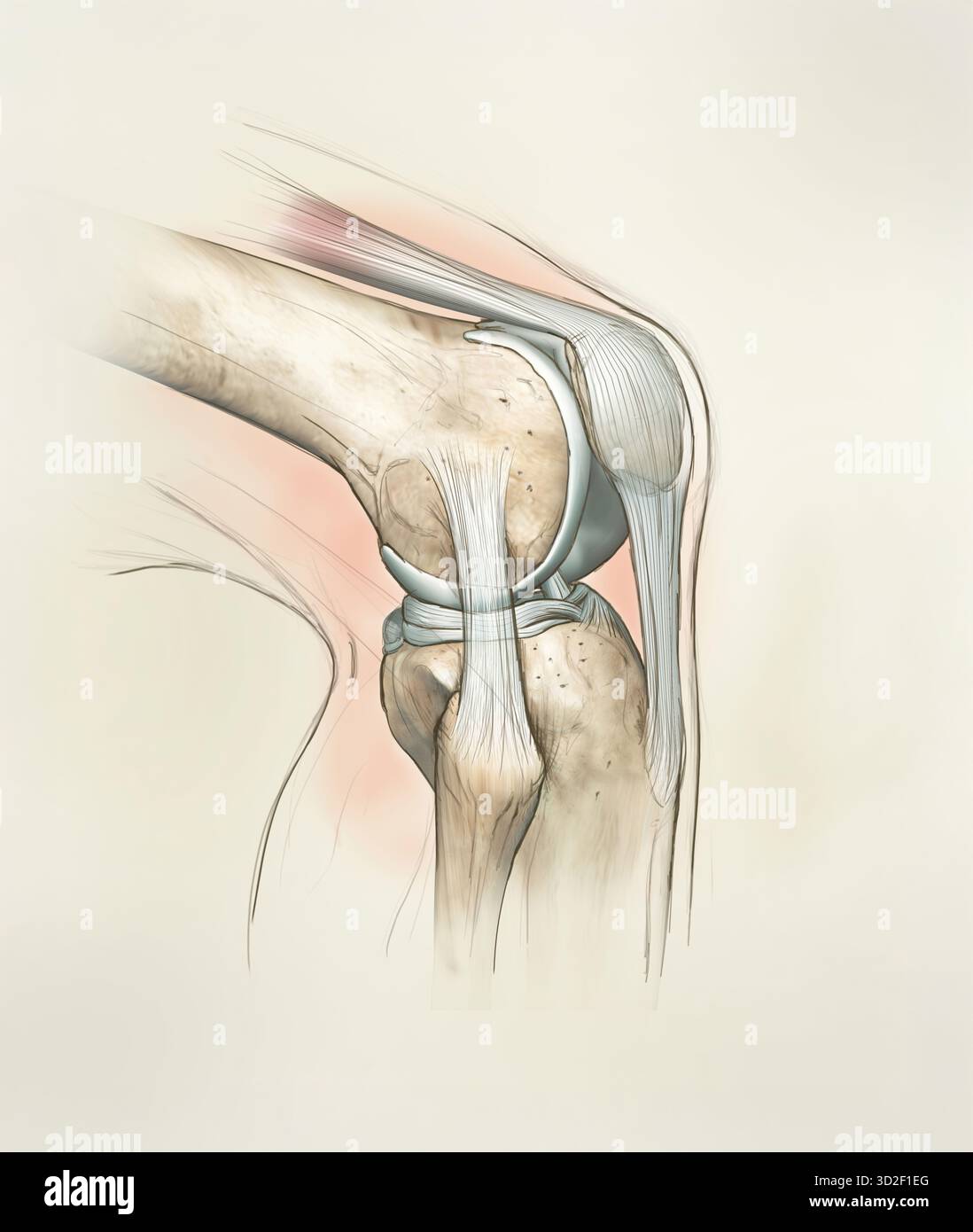 3D illustration showing bones, menisci, articular cartilage of a knee ...