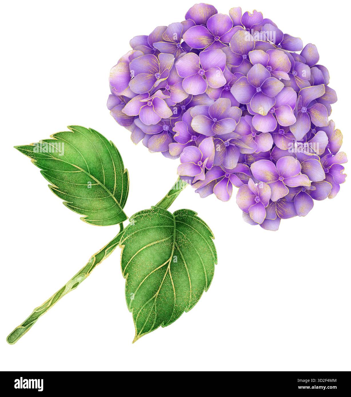 Realistic watercolor purple hydrangea with gold outline, elegant ...