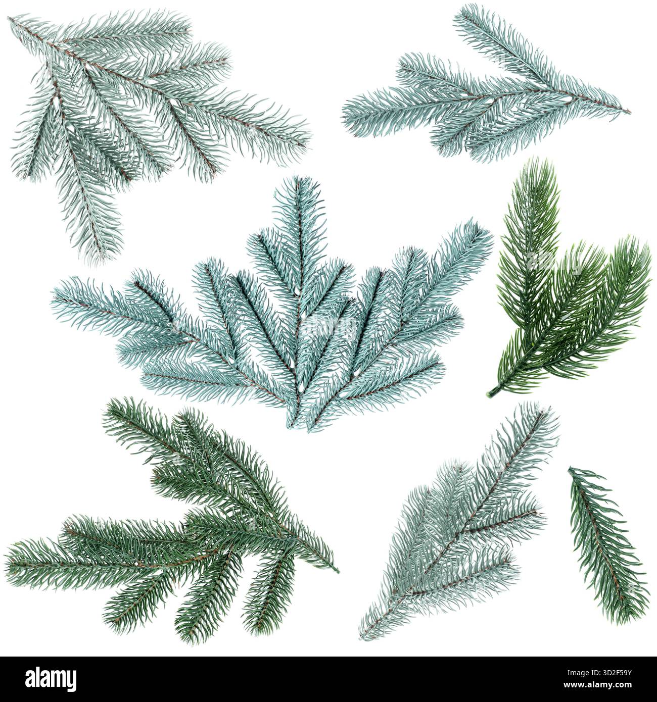 Christmas tree branches isolated on white, set Stock Photo - Alamy