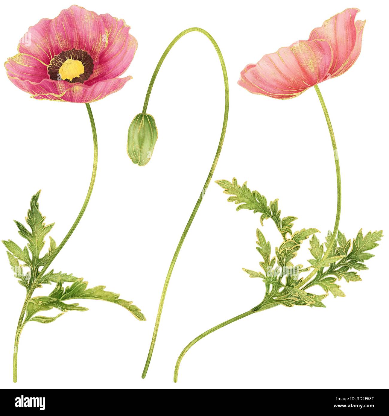 Soft pink poppy flower watercolor illustration with gold outline ...