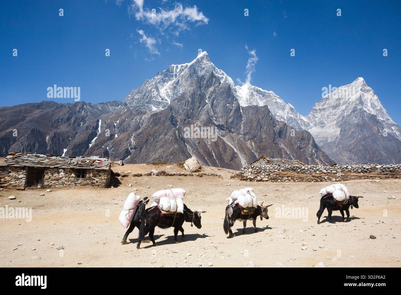 Everest base camp trekking path in Dingboche area. Nepal landscape. Yak ...