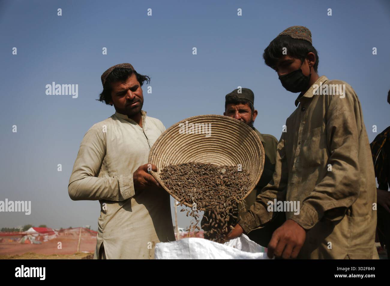 (251101) -- KHOST, Nov. 1, 2025 (Xinhua) -- Afghan workers process pine ...