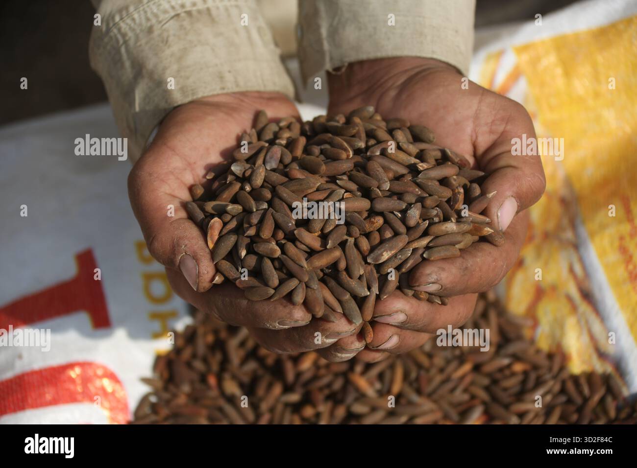 (251101) -- KHOST, Nov. 1, 2025 (Xinhua) -- Fresh pine nuts are seen at ...