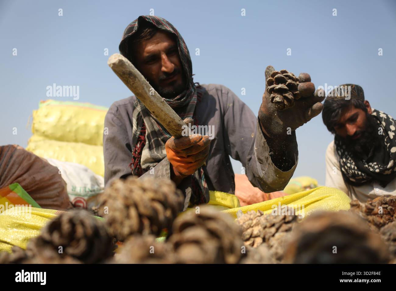 (251101) -- KHOST, Nov. 1, 2025 (Xinhua) -- An Afghan worker processes ...