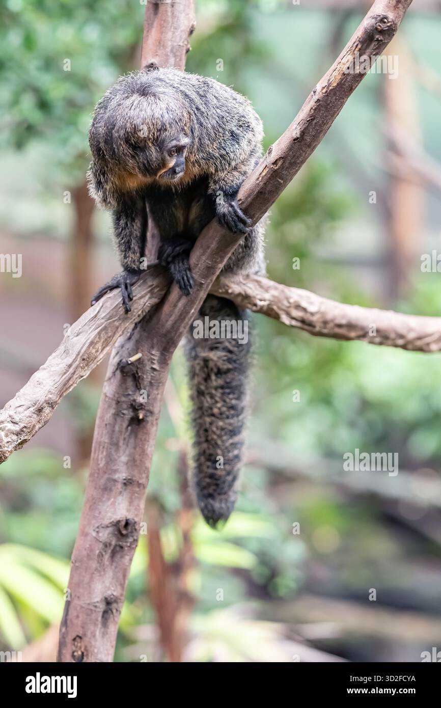 White-faced Saki monkey - female. Pithecia pithecia Royal Parks Guild ...