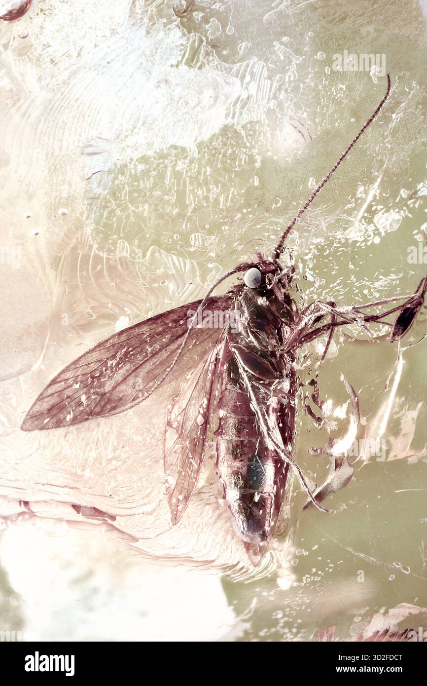 Moth (Lepidoptera) preserved in Baltic amber, wings slightly spread ...
