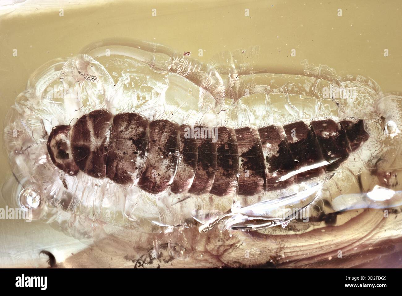 Large marsh beetle Scirtidae aquatic larva trapped in Baltic amber ...