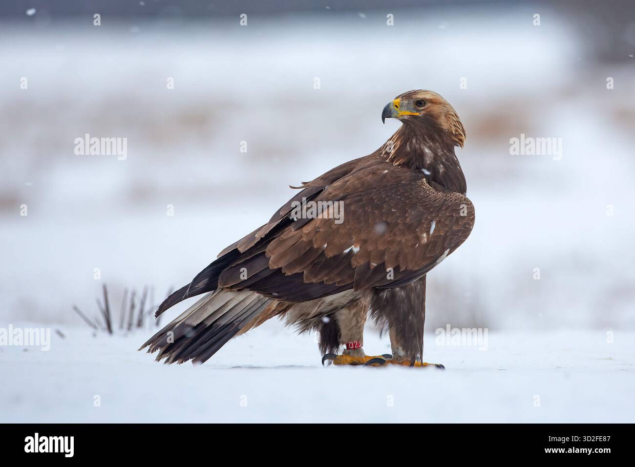 The golden eagle (Aquila chrysaetos) is a bird of prey living in the ...