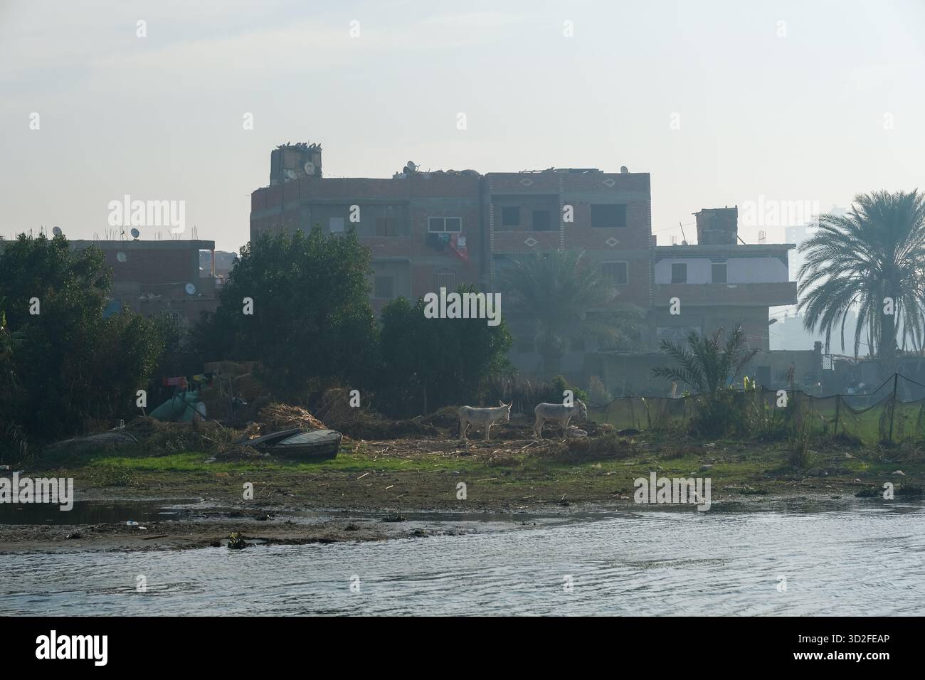 Donkeys and informal housing on a Nile River Island, Cairo, Egypt Stock ...
