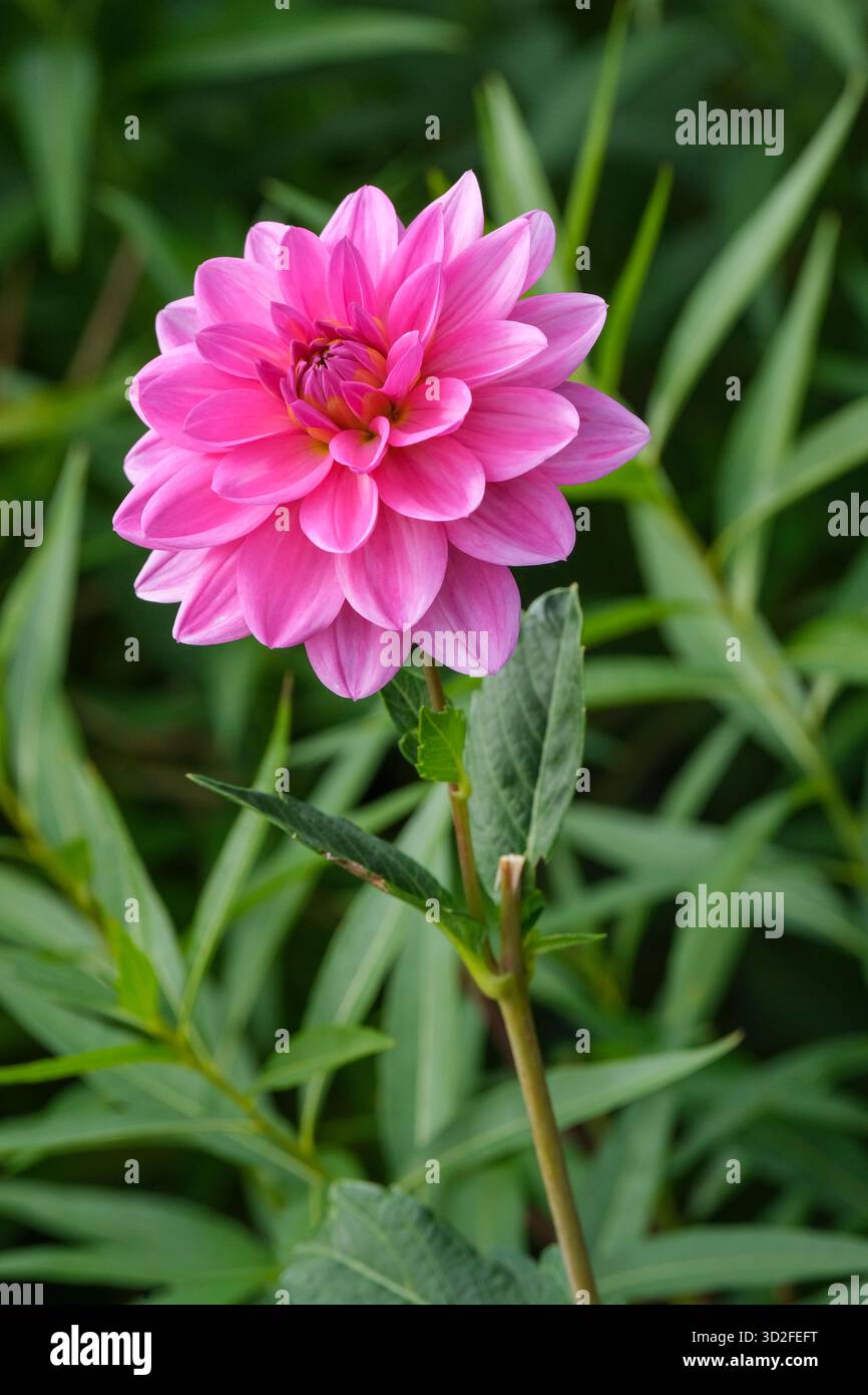 Gerrie hoek hi-res stock photography and images - Alamy
