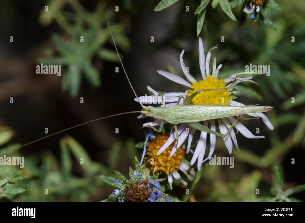 Common Tree Cricket, Oecanthus sp., on Aromatic Aster, Symphyotrichum ...