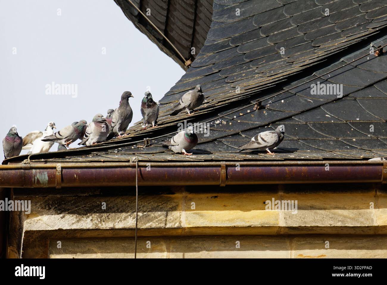 Tauben tier hi-res stock photography and images - Alamy