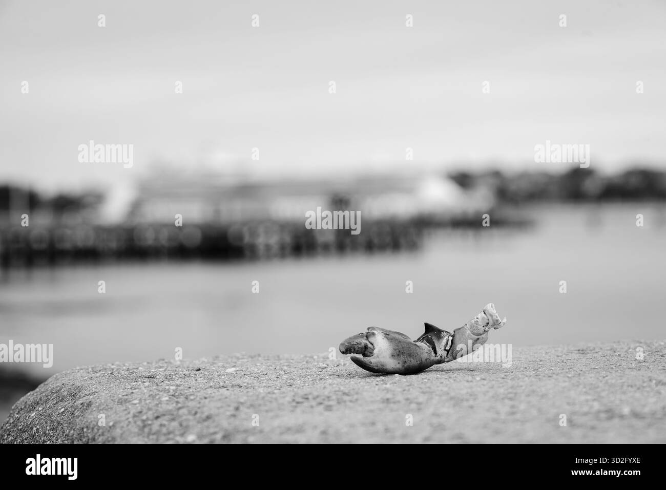 Maritime habitat Black and White Stock Photos & Images - Alamy