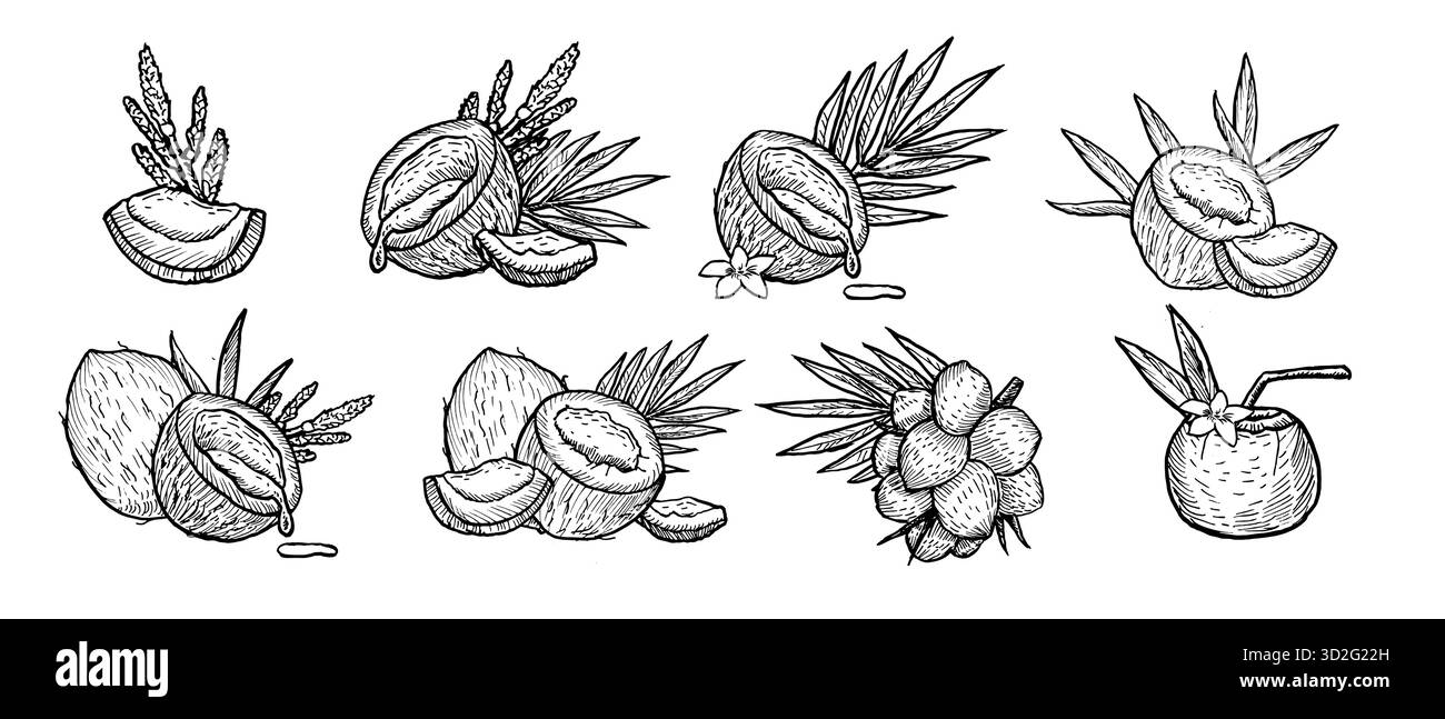 Coconuts sketch collection. Compositions with tropical nuts with palm ...