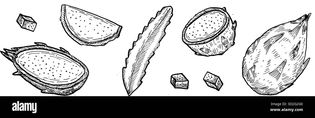 Pitaya - tropical fruit outline vector illustrations set. Cutting fruit ...