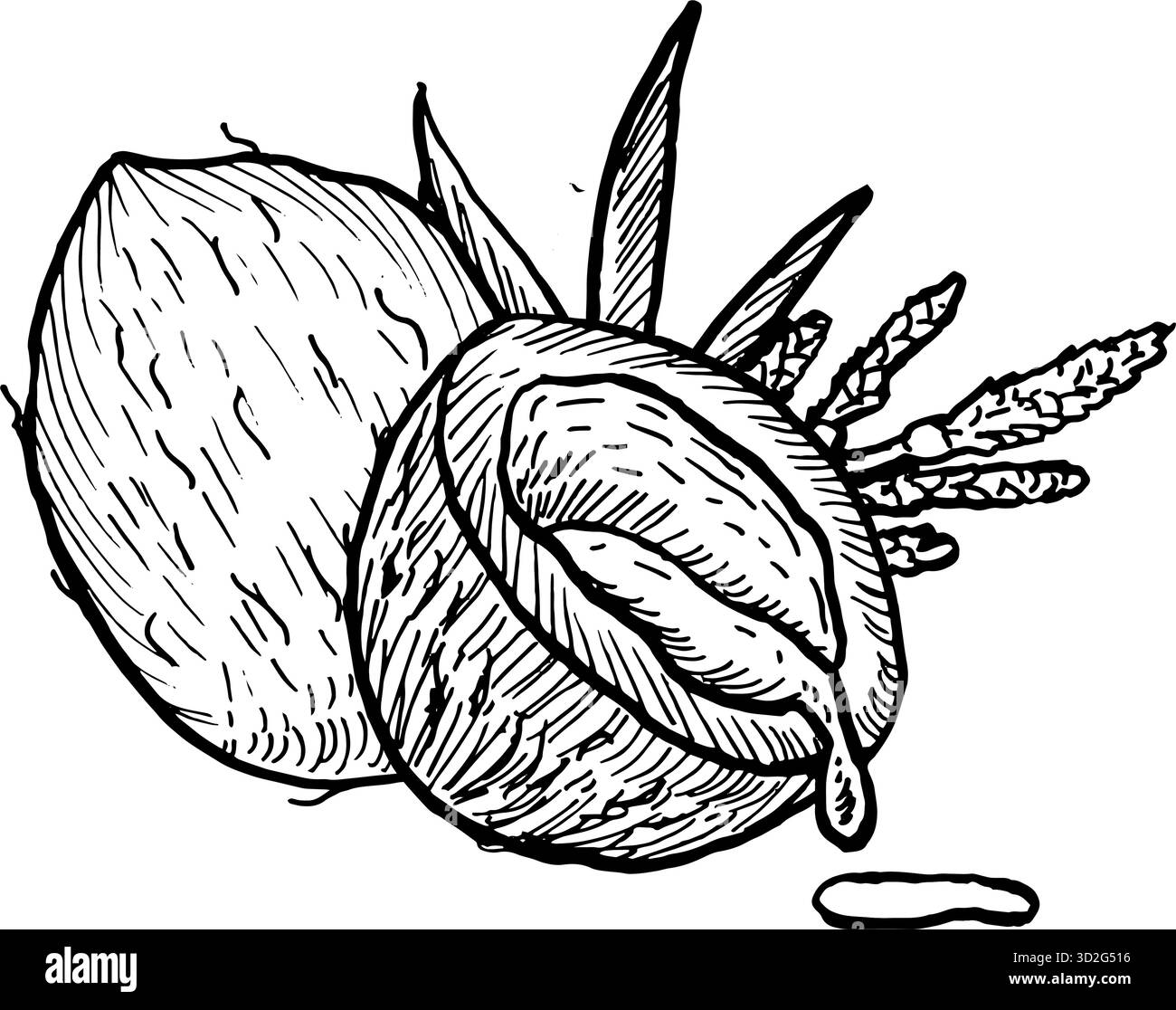 Oil painting fruit Black and White Stock Photos & Images - Alamy