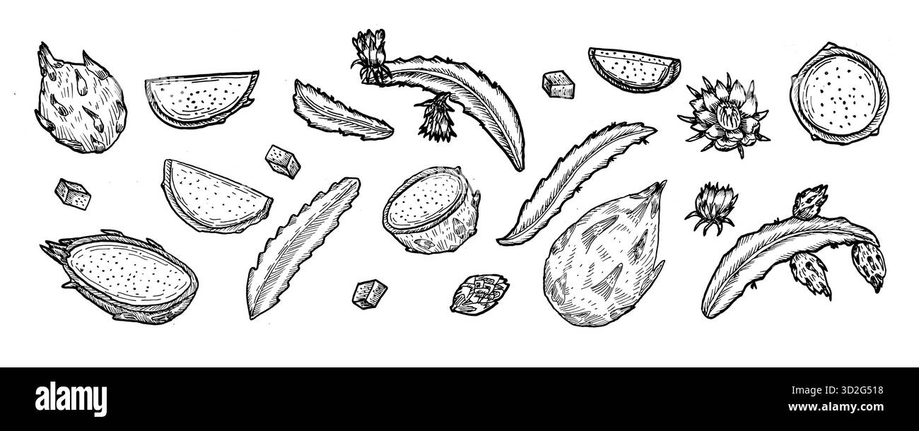 Dragon fruit sketch set. Whole pitaya fruit, slices, halves, leaves and ...