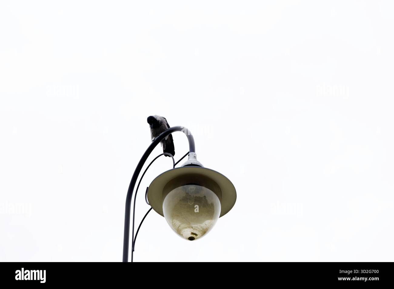 Crow night Cut Out Stock Images & Pictures - Alamy