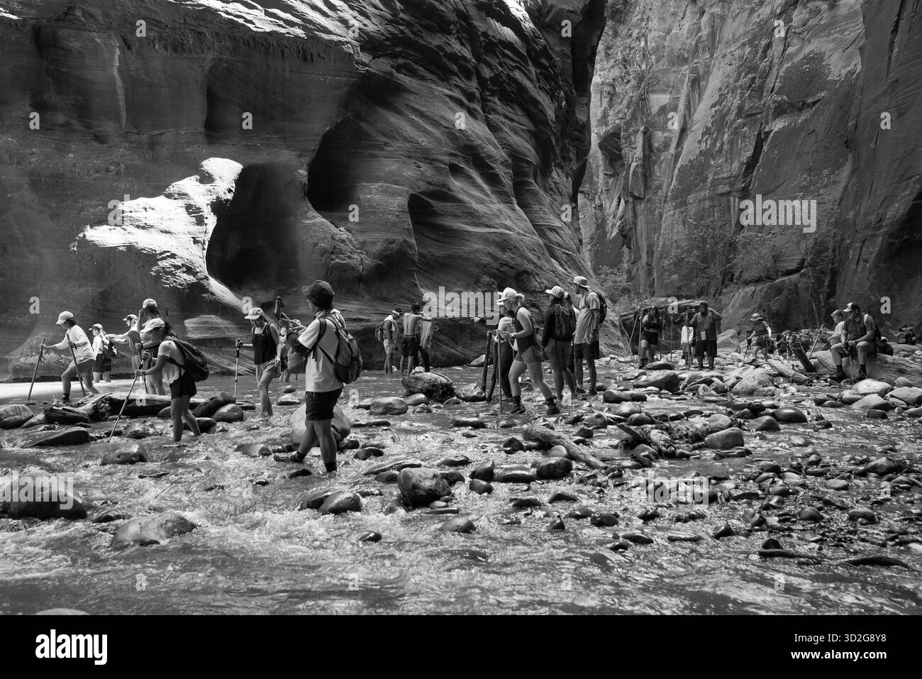 A black and white view of hikers wading through the Narrows as towering ...