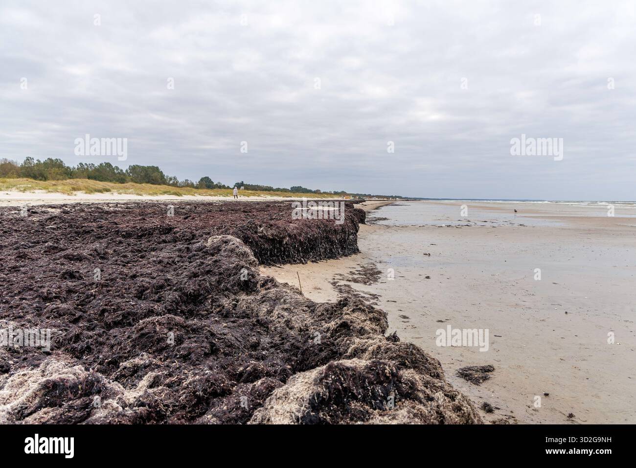 Wide, scenic view of large, dark, compacted piles of washed-up seaweed ...