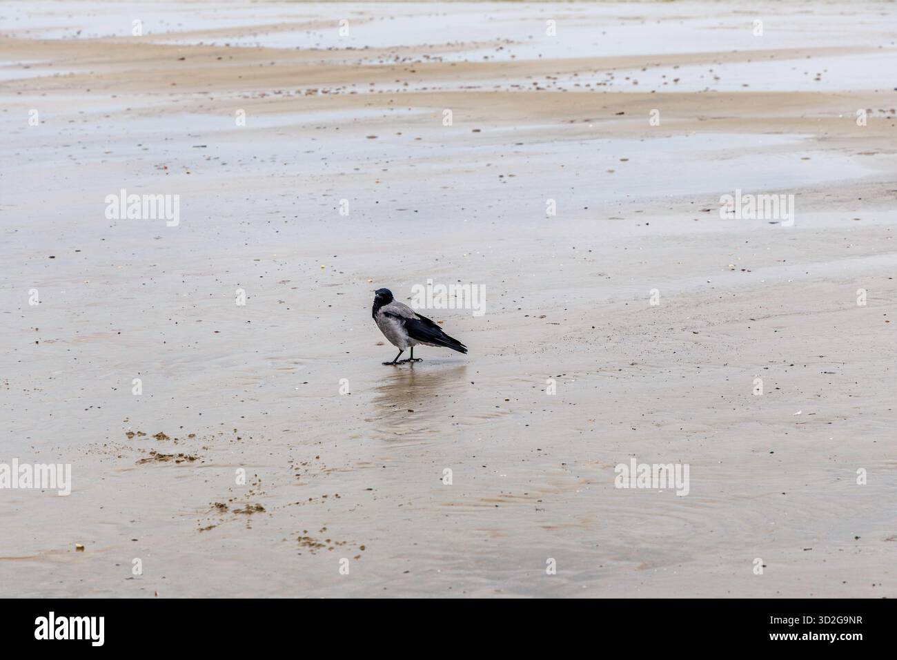 Wet hooded crow standing on hi-res stock photography and images - Alamy