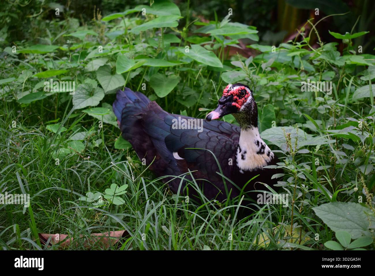 Farmyard scene muscovy duck hi-res stock photography and images - Alamy