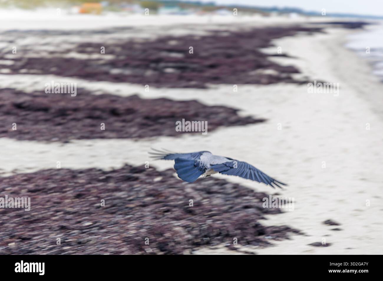 A hooded crow (Corvus cornix) captured mid-flight with wings spread ...