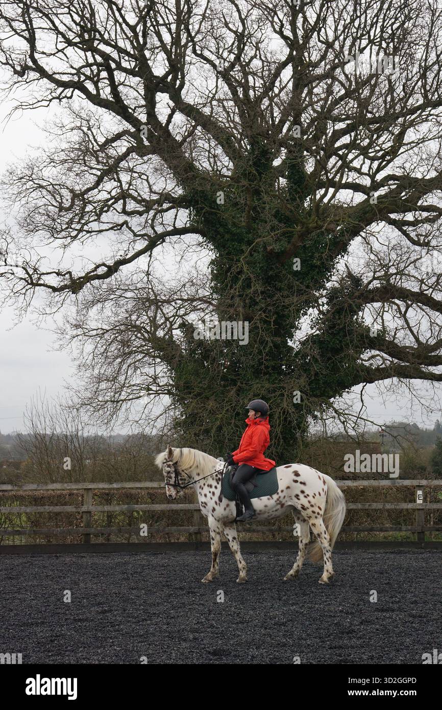 Rider standing horse hi-res stock photography and images - Alamy