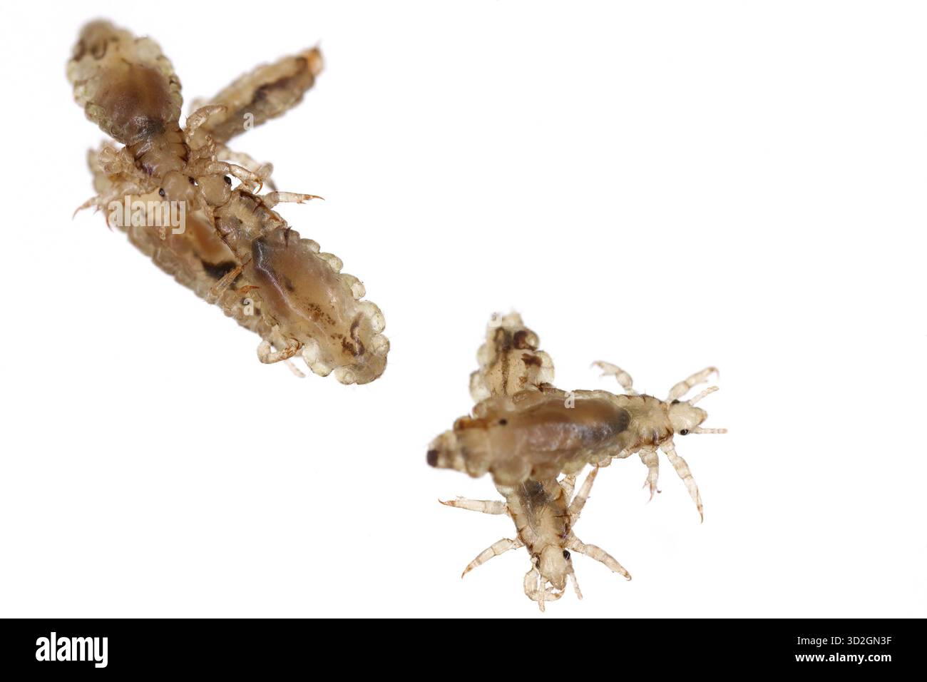 Head louse (Pediculus capitis, Pediculus humanus capitis, Pediculus ...