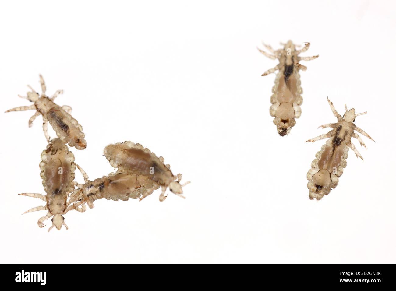 Head louse (Pediculus capitis, Pediculus humanus capitis, Pediculus ...