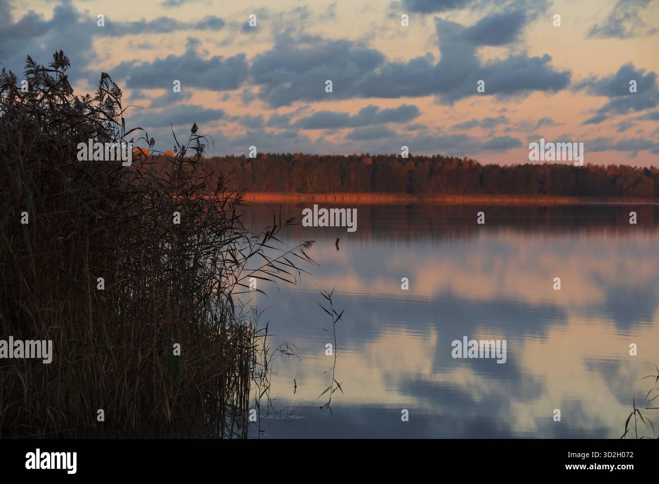 Trees silhouette under sunset hi-res stock photography and images - Alamy