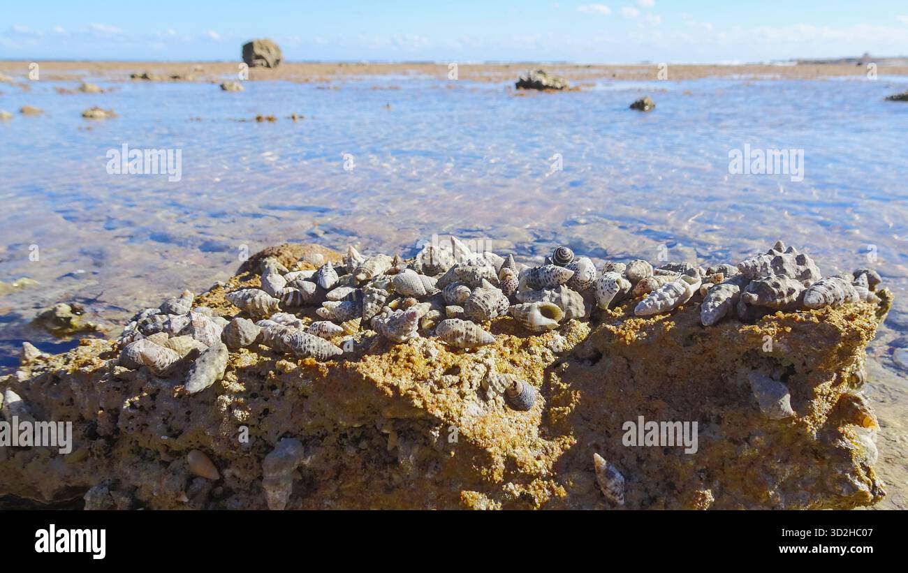 Group hermit crabs paguroidea hi-res stock photography and images - Alamy