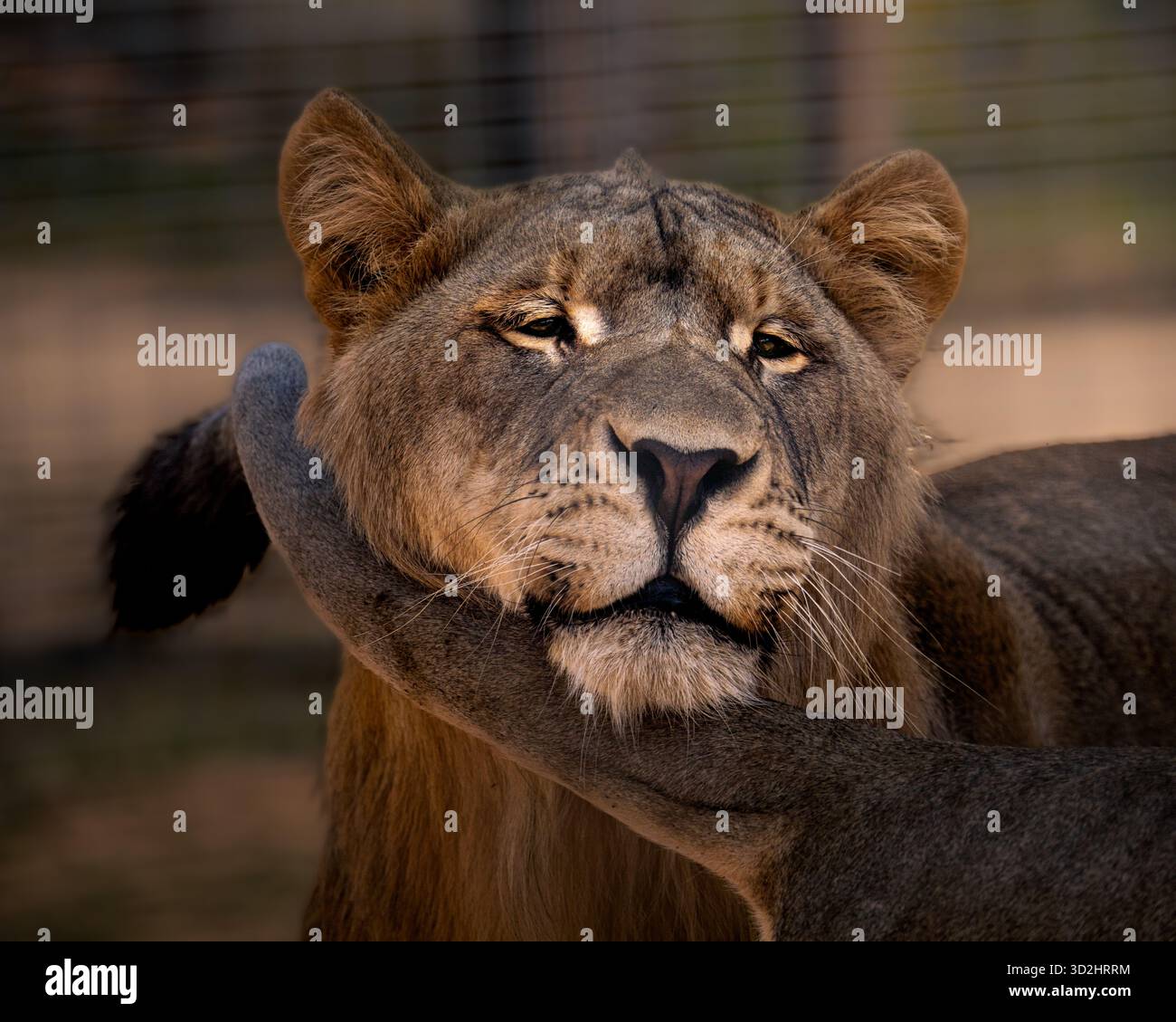 Lioness portrait series showing various facial expressions, from calm ...