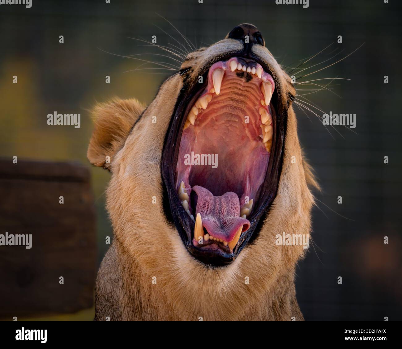 Lioness portrait series showing various facial expressions, from calm ...