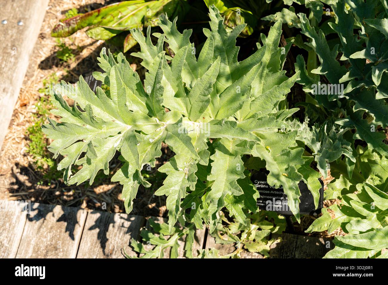 Zurich, Switzerland, May 1, 2025 Cynara Cardunculus or cardoon plant at ...