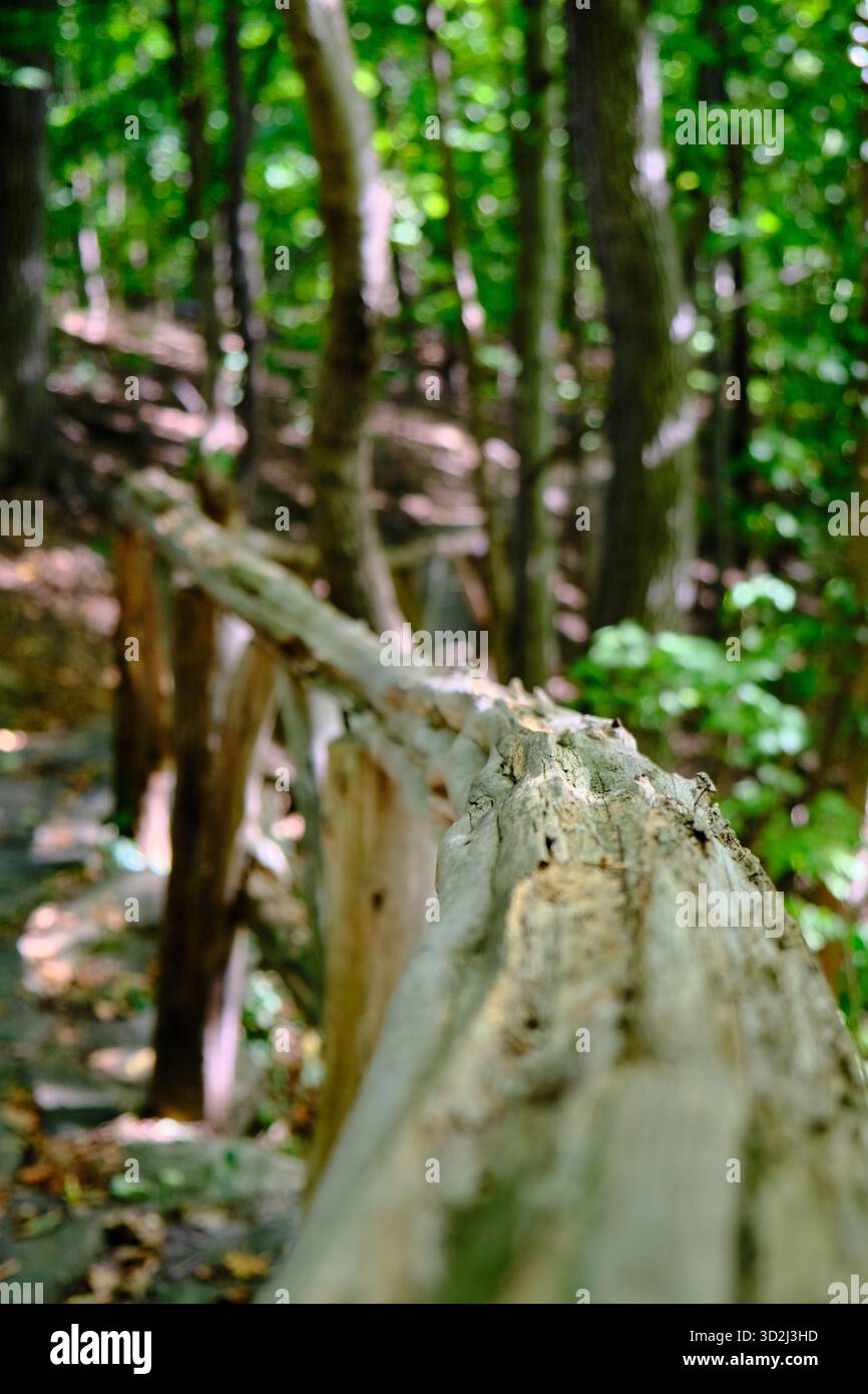 Wooden railing along a forest trail, serving as a natural safety ...