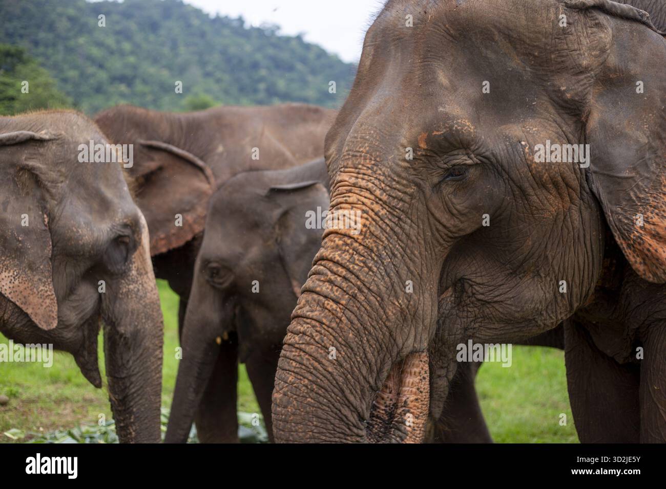 Majestic herd of large Asian elephant wildlife standing together in ...