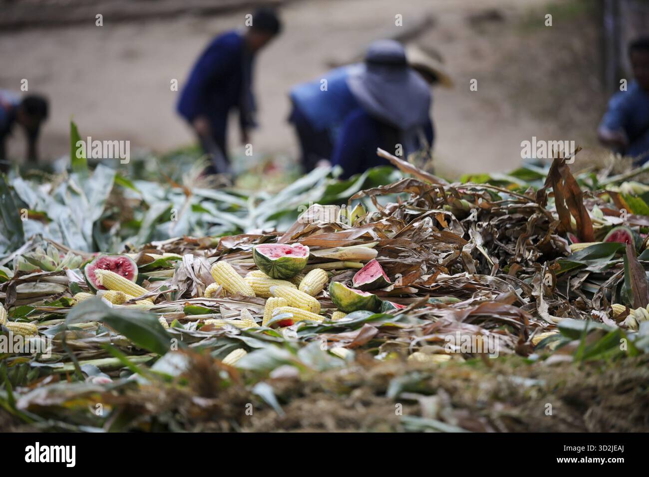 Group of farmers diligently sorting large pile of organic waste and ...
