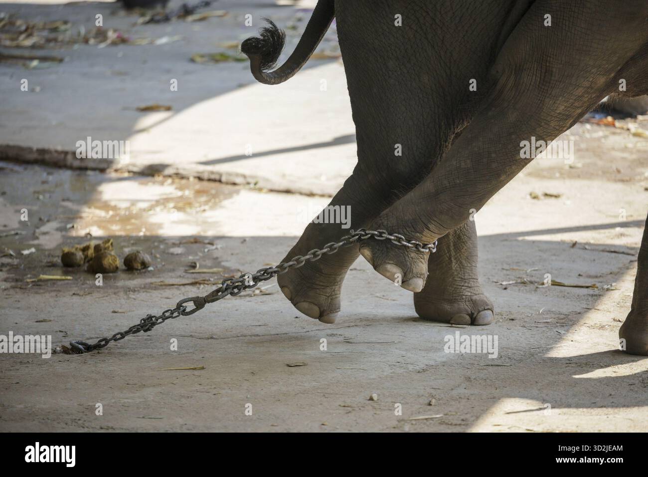 Sad captive elephant with heavy metal chain on its leg, powerful symbol ...