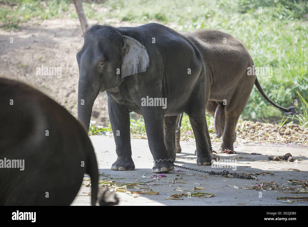 Sad young captive asian hi-res stock photography and images - Alamy