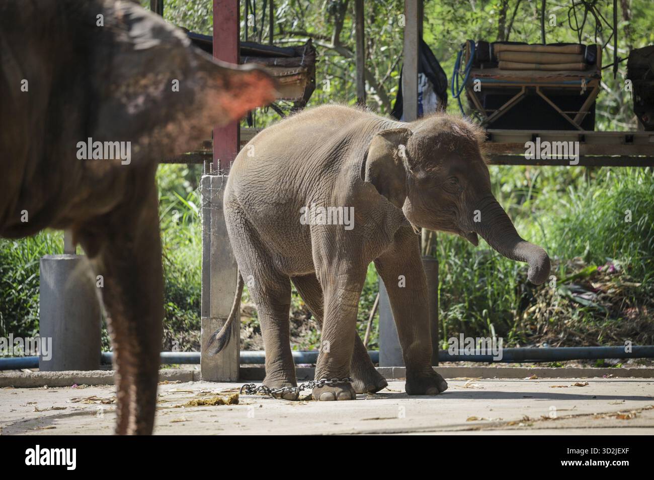 Gentle baby elephant calf standing with family in nature. young asian mammal, curious animal ...
