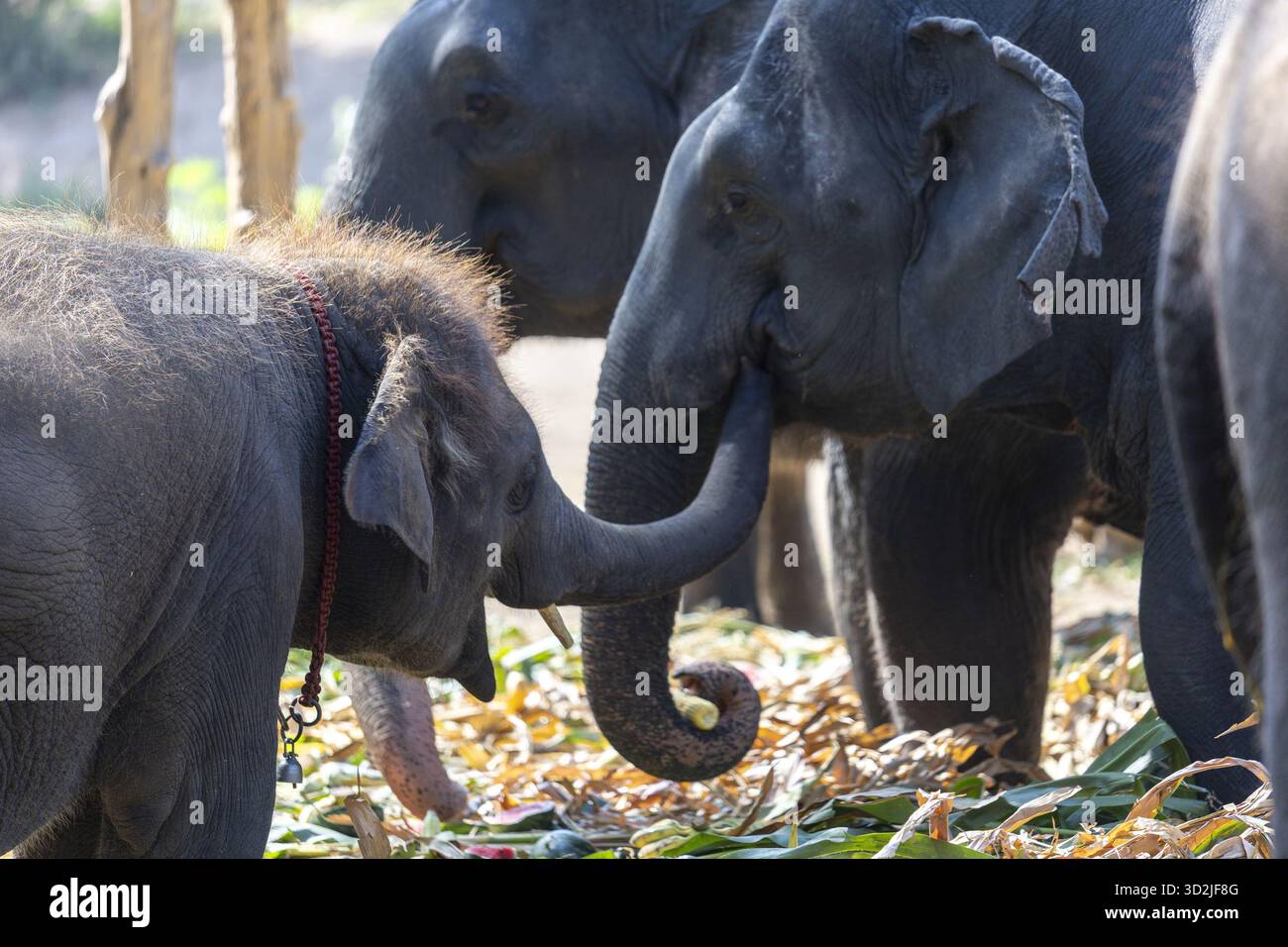 Baby elephant shows curiosity hi-res stock photography and images - Alamy