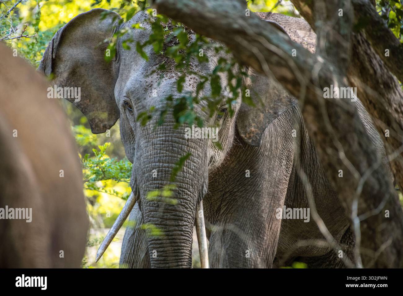 Tusker elephant charges at another tusker elephant at Yala Stock Photo ...